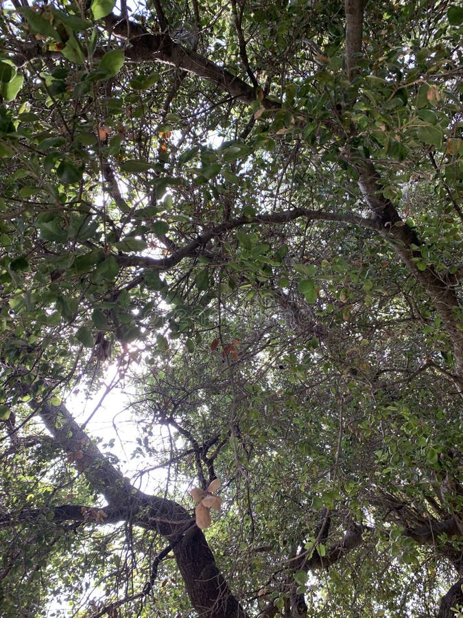 Vertical Low Angle Shot of Green Trees in a Park Stock Photo - Image of ...