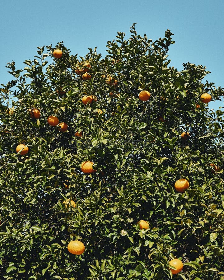 Vertical Low Angle Shot of a Growing Orange Tree Stock Photo - Image of ...