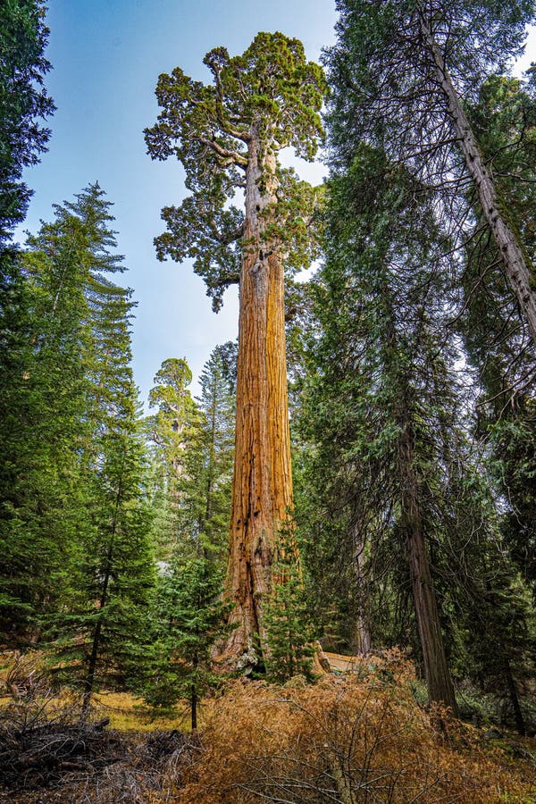 Vertical Low Angle Shot of the Magnificent Tall Trees Captured in a ...