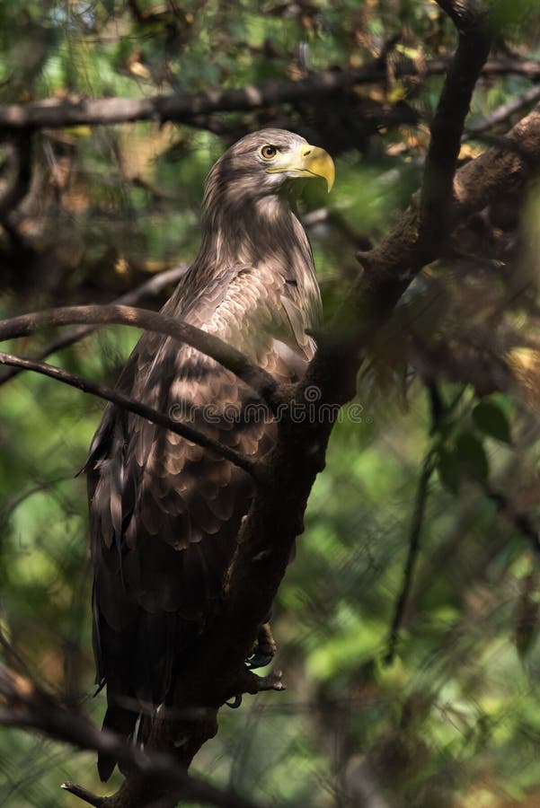 Vertical Low Angle Shot of a Majestic Eagle on a Tree Branch Stock ...