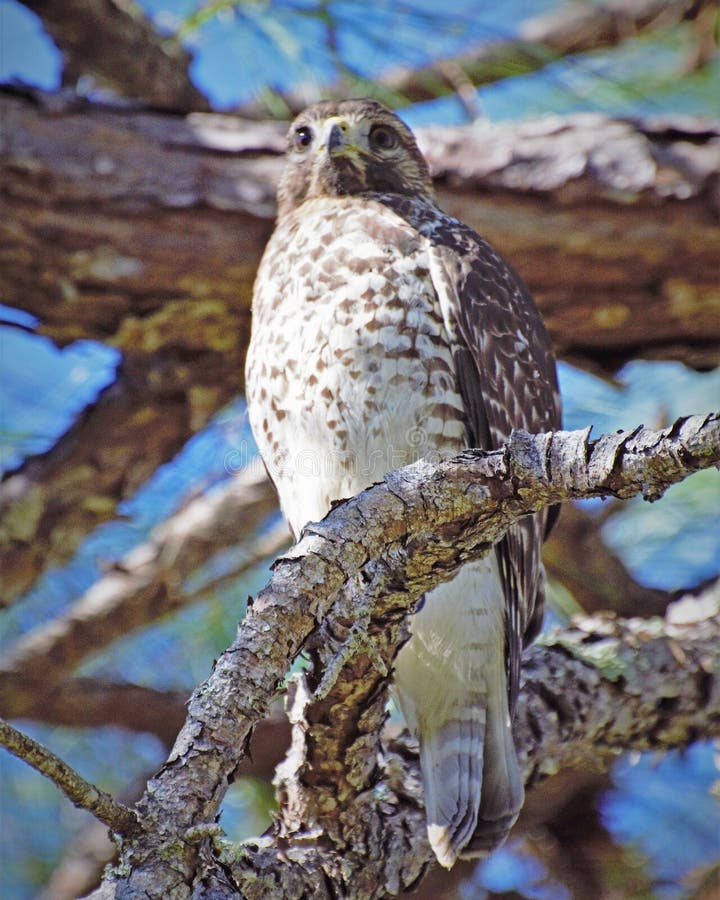 Vertical Low Angle Shot of a Majestic Hawk Bird on a Tree Branch Stock ...