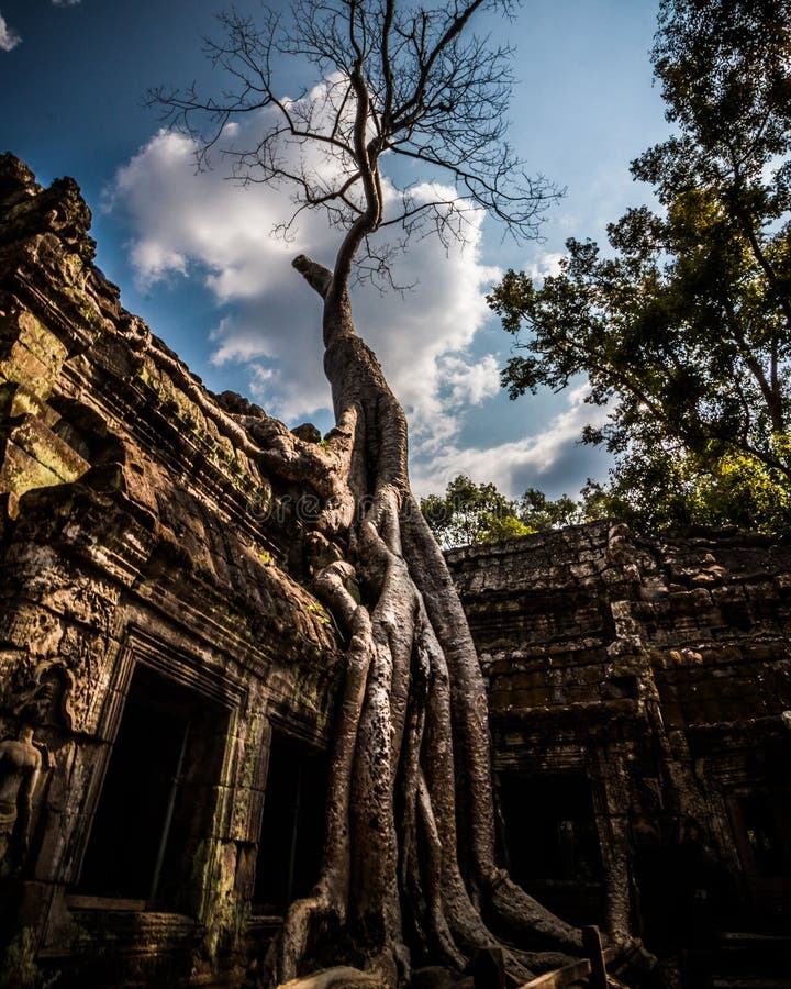 Vertical Low-angle Shot of a Mystical Tree Grown on an Abandoned ...