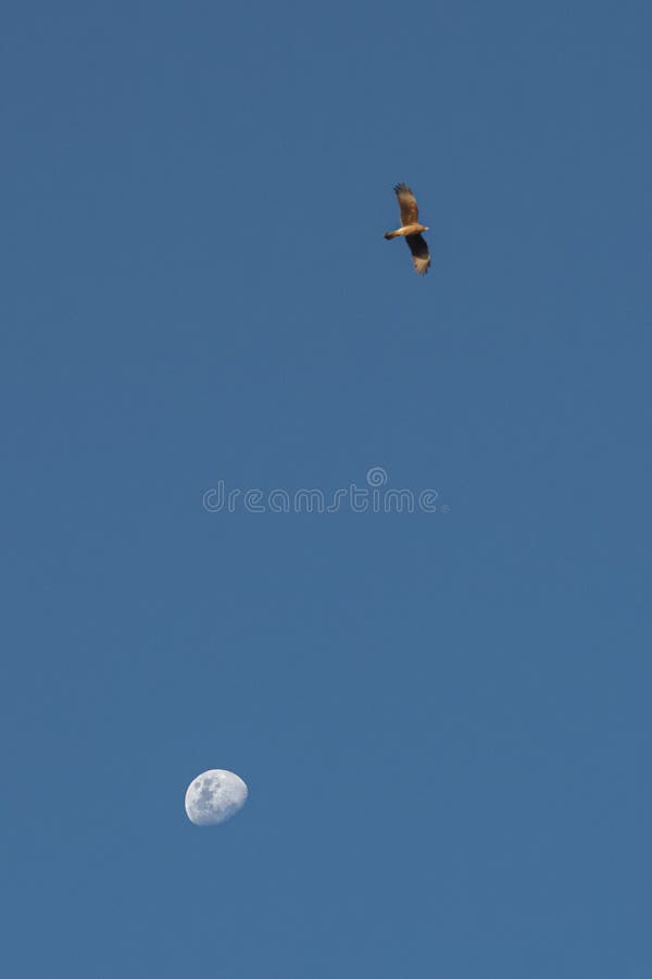 Vertical Low Angle Shot O a Hawk Flying in High in the Sky and the Moon ...
