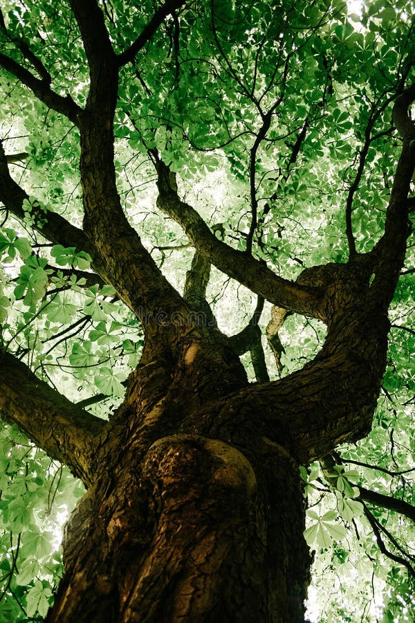 Vertical Low Angle Shot of an Oak Tree in the Forest Stock Image ...