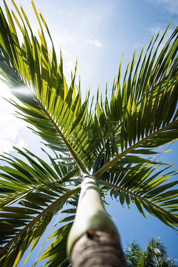 Vertical Low-angle Shot of a Palm Tree Under a Sunny Sky. Stock Image ...