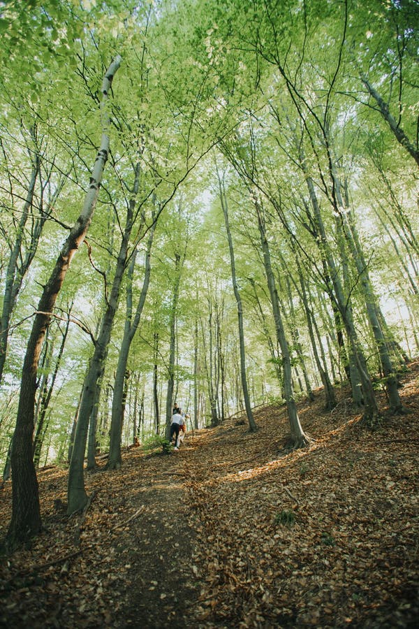 Vertical Low Angle Shot of People Surrounded by Tall Trees in the ...