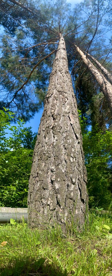 Vertical Low Angle Shot of a Pine Tree Stock Photo - Image of trees ...