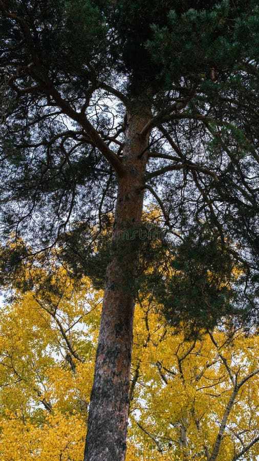 Vertical Low Angle Shot of a Pine Tree with Another Yellow-leaved One ...