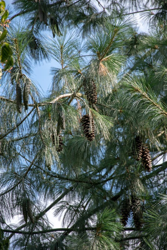 Vertical Low Angle Shot of a Pine Tree with Cones Stock Photo - Image ...