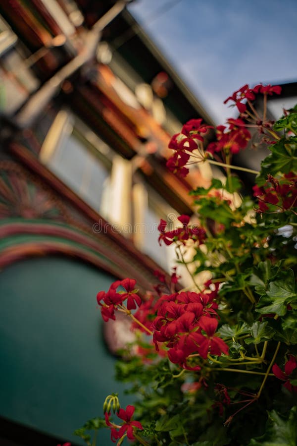 Vertical Low-angle Shot of a Red Geranium Pelargonium Bush with a ...