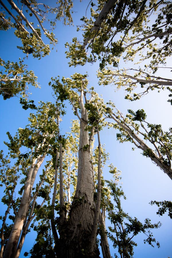Vertical Low-angle Shot of Rising Tall Trees and Green Leaves Stock ...
