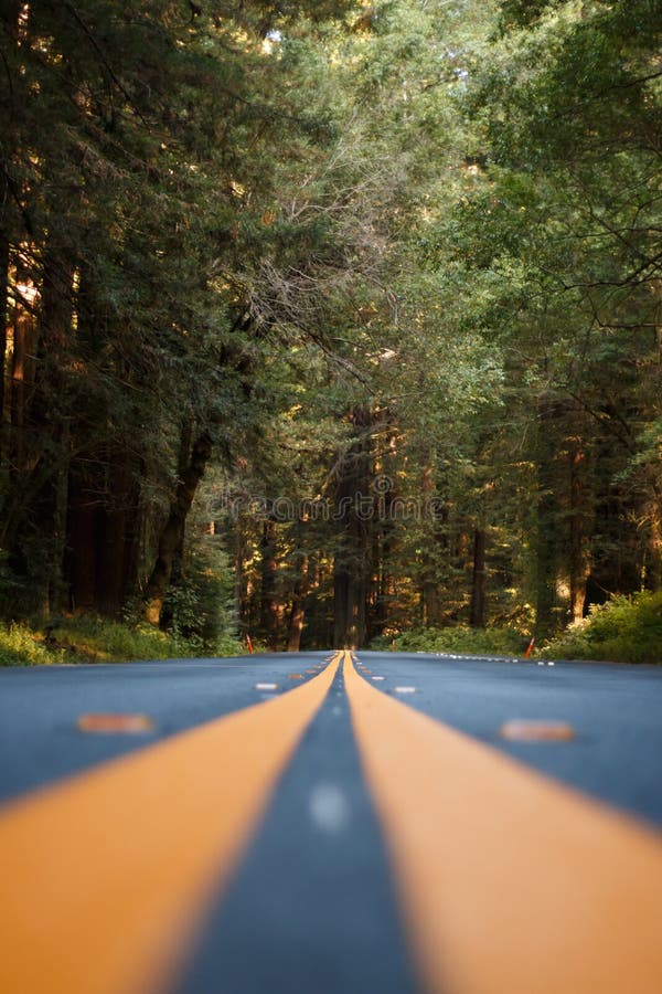 Vertical Low Angle Shot of a Road in the Middle of the Green Forest ...