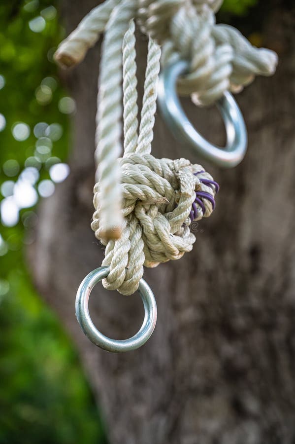 Vertical Low Angle Shot of a Rope Hanging on a Tree Stock Photo - Image ...