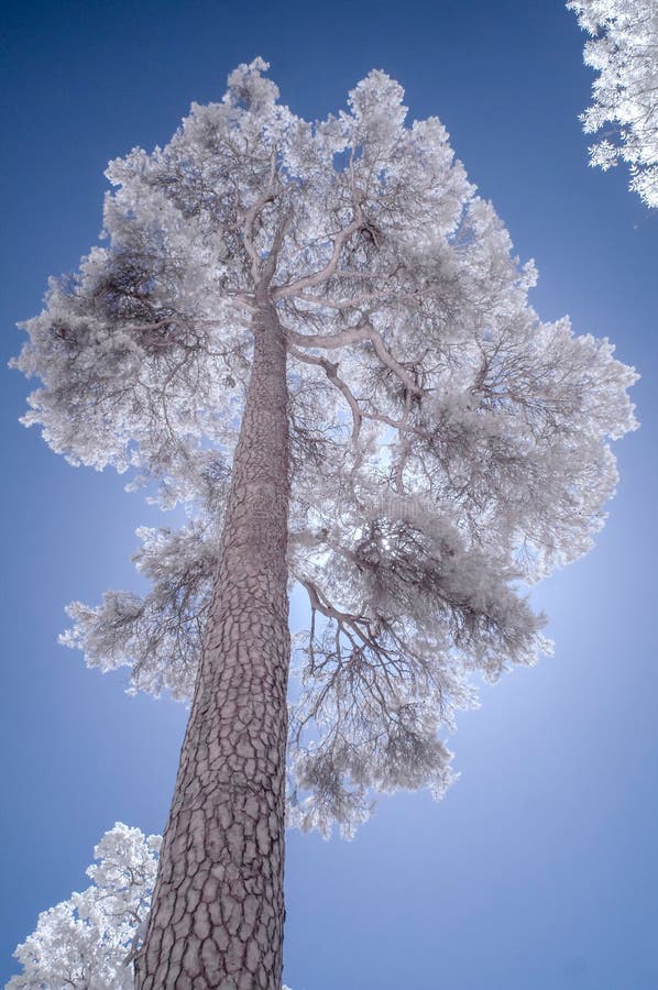 Vertical Low Angle Shot of a Snowy Pine Tree Stock Photo - Image of ...