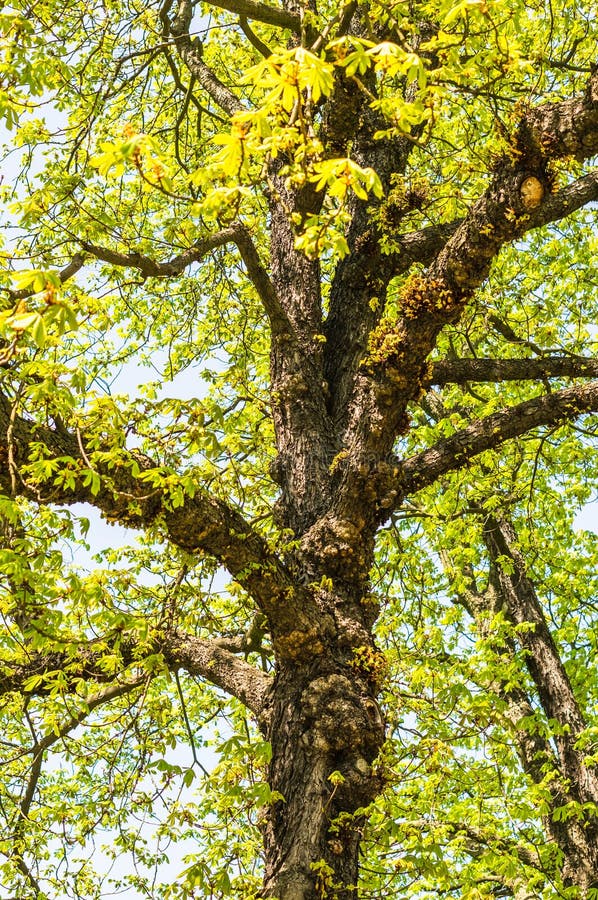 Vertical Low Angle Shot of a Sparse Green-leaved Tree with a Big Trunk ...