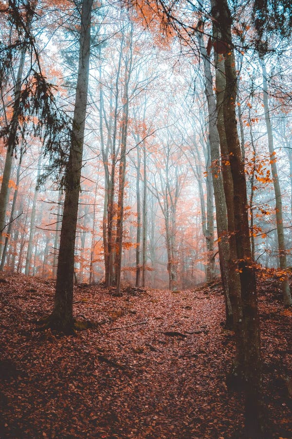 Vertical Low Angle Shot of Tall Bare Trees and Red Foliage on the ...