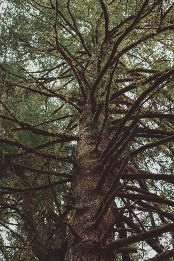Vertical Low Angle Shot of a Tall Pine Tree in Madeira Stock Photo ...