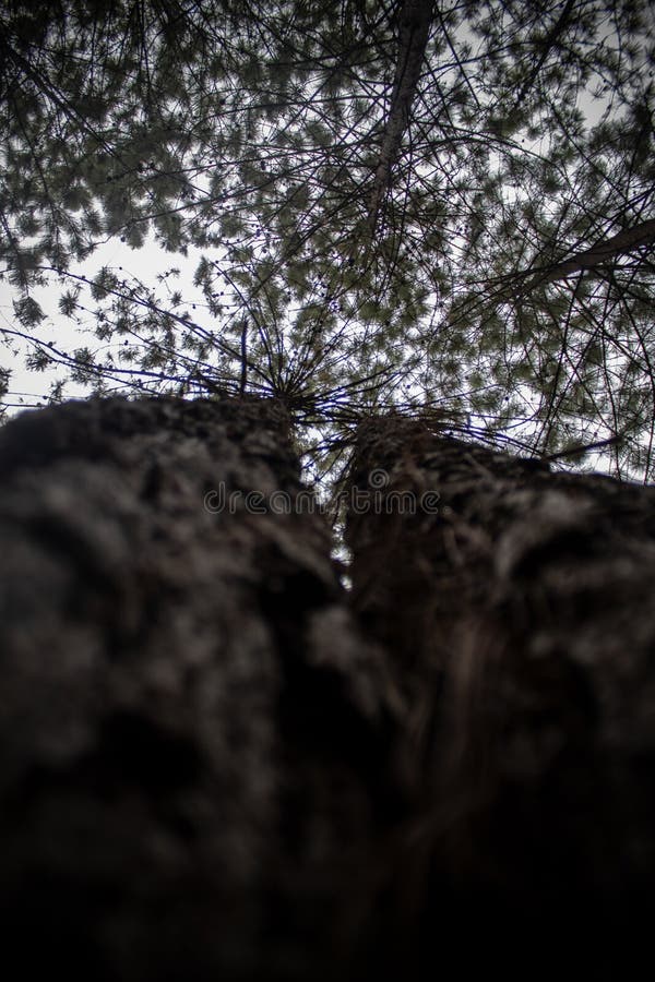 Vertical Low Angle Shot of a Tall Pond Pine Tree Stock Image - Image of ...