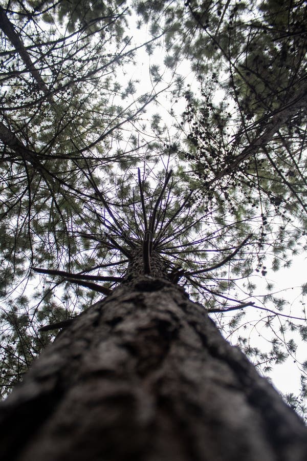 Vertical Low Angle Shot of a Tall Pond Pine Tree Stock Photo - Image of ...
