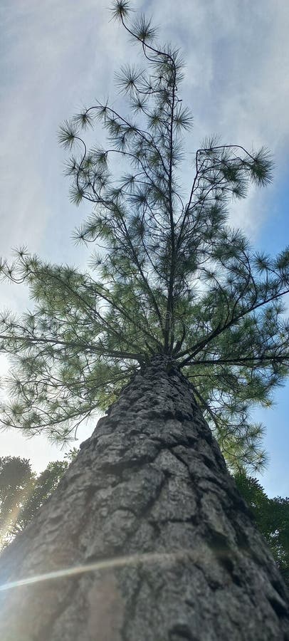 Vertical Low Angle Shot of a Tall Tree with Bark Details Stock Image ...