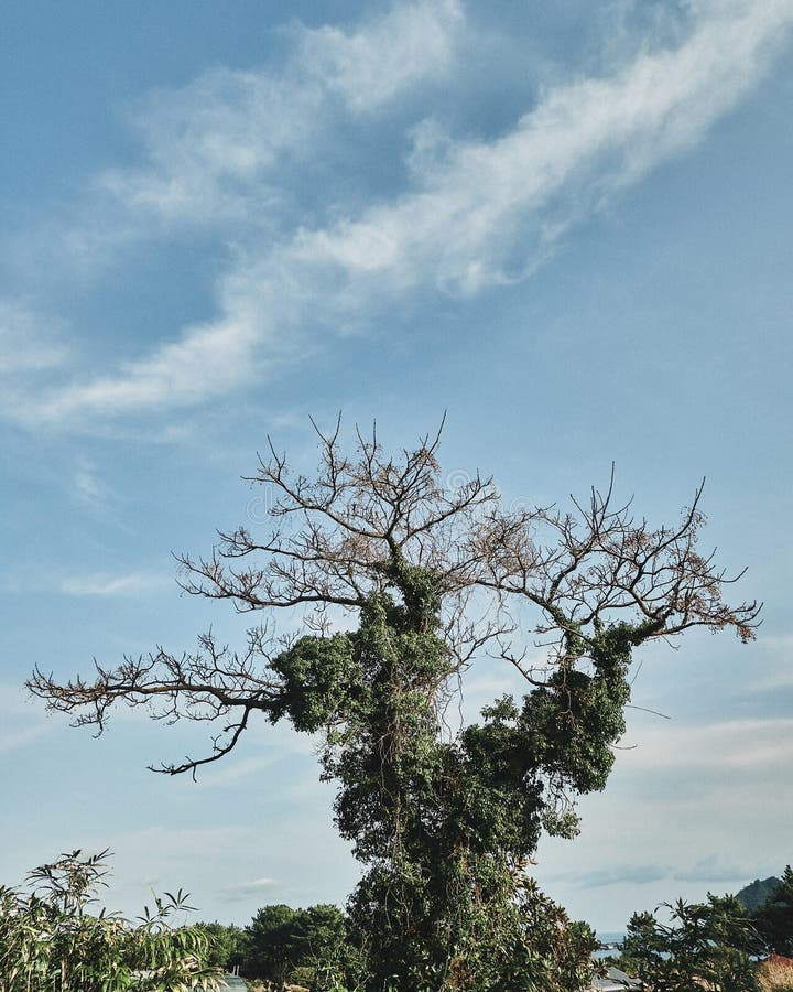 Vertical Low Angle Shot of a Tall Tree with Branches Under a Blue Sky ...