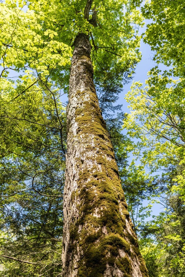 Vertical Low Angle Shot of a Tall Tree Covered with Moss Stock Image ...