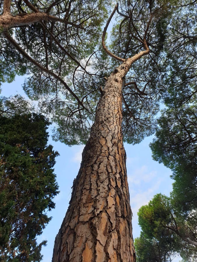 Vertical Low Angle Shot of a Tall Tree in the Forest Stock Photo ...