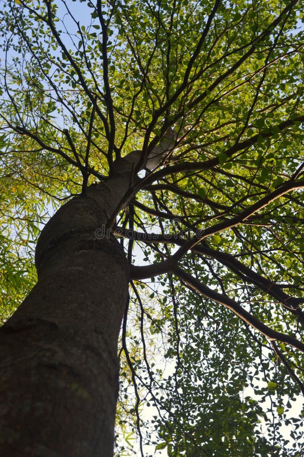 Vertical Low Angle Shot of a Tall Tree with Many Branches with Green ...