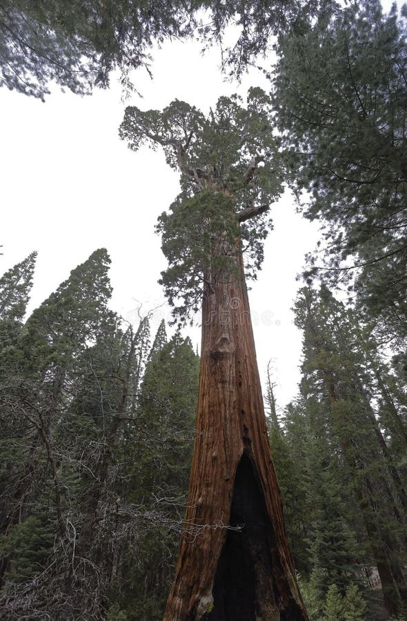Vertical Low Angle Shot of Tall Trees and a Big Hollow on on the ...
