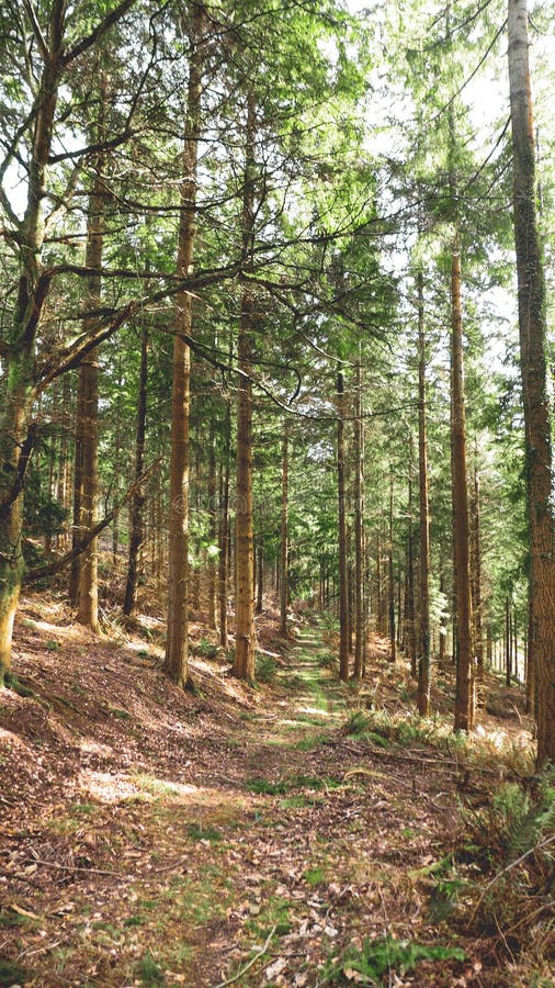 Vertical Low Angle Shot of Tall Trees in Dean Forest in the UK Stock ...