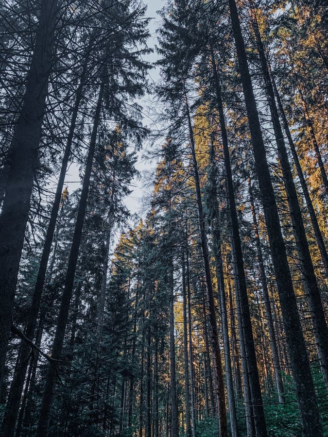 Vertical Low Angle Shot of Tall Trees in a Forest Stock Photo - Image ...