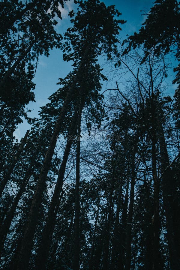 Vertical Low Angle Shot of Tall Trees in a Forest Stock Photo - Image ...
