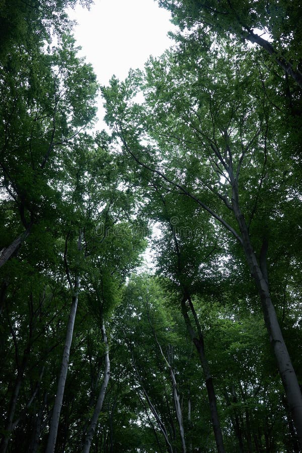 Vertical Low Angle Shot of Tall Trees with Green Leaves in a Forest ...