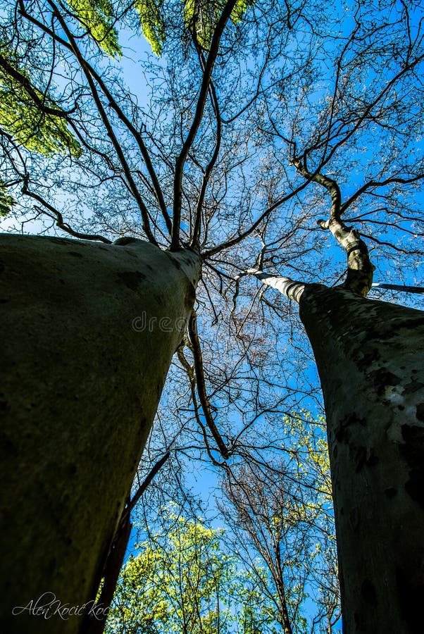 Vertical Low Angle Shot of Tall Trees Under a Blue Sky. Stock Image ...