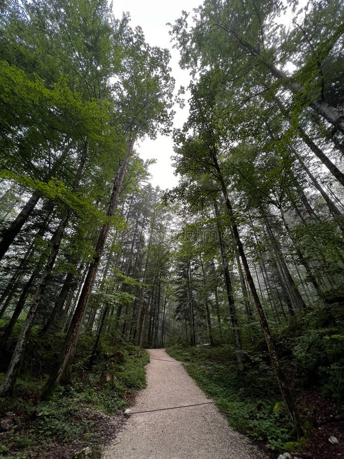 Vertical Low Angle Shot of a Trail in a Park of Green Tall Trees in a ...