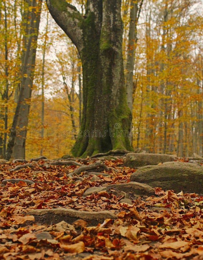 Vertical Low-angle Shot of Tree Bark and Roots with Yellow Leaves in ...