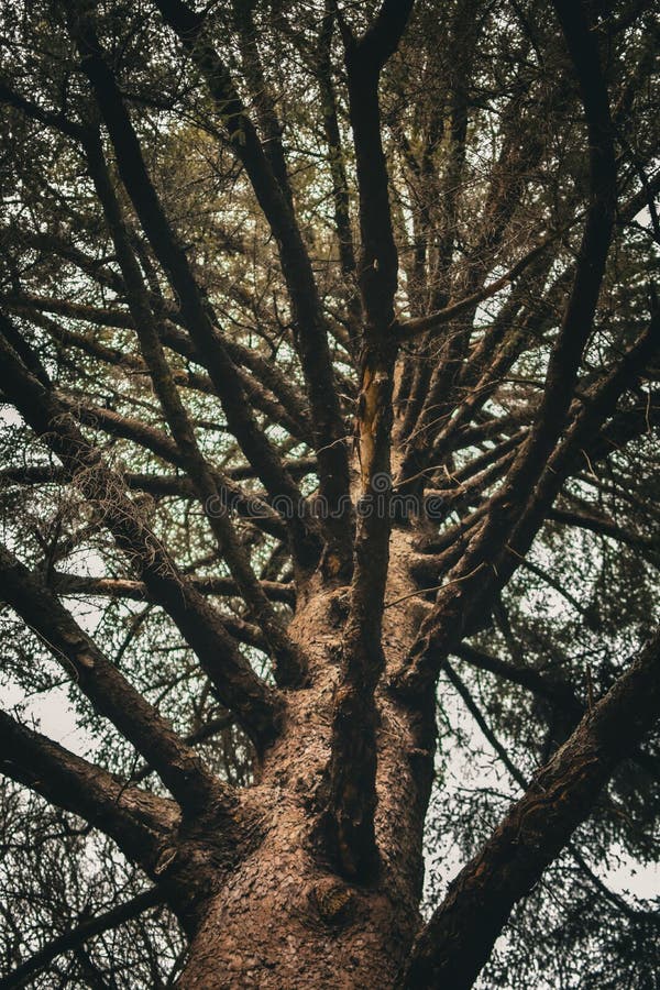 Vertical Low Angle Shot of a Tree with Many Branches Stock Image ...