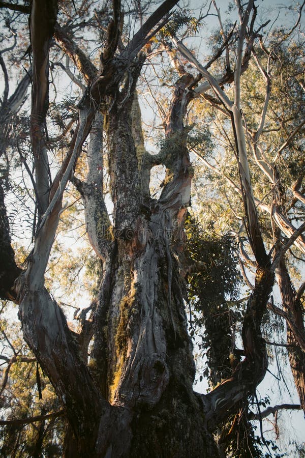Vertical Low-angle Shot of a Tree in a Park Stock Image - Image of ...