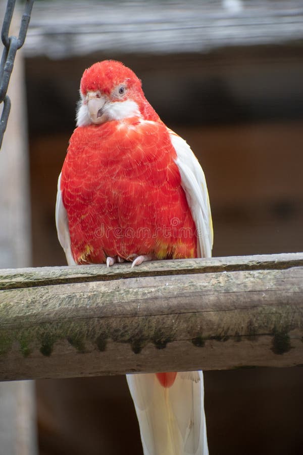 Vertical Low Angle Shot of a White Red Parrot Perched on a Branch Stock ...
