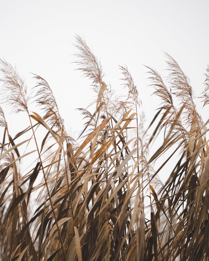 Reed wetland sunny china stock photo. Image of cloudless - 28395932
