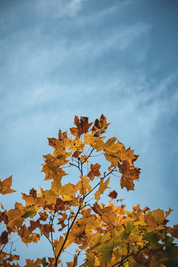 Vertical Low Angle Shot of Yellow Autumn Leaves on a Tree Under a Blue ...
