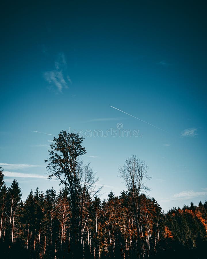 Vertical Low-angle of a Sunlit Autumn Forest with a Clear Sky ...