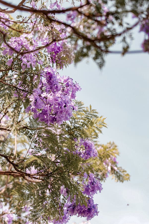 Vertical Low-angle View of Blue Jacaranda Tree Branches and Flowers ...