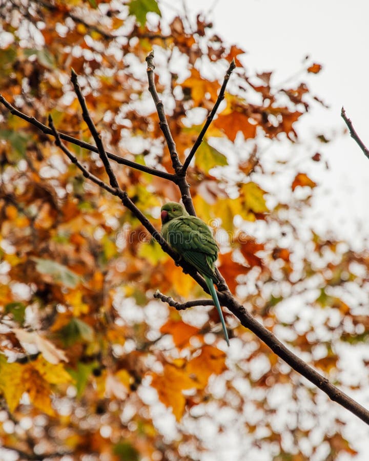 Vertical Low-angle View of a Budgerigar Parrot Perching on the Branch ...