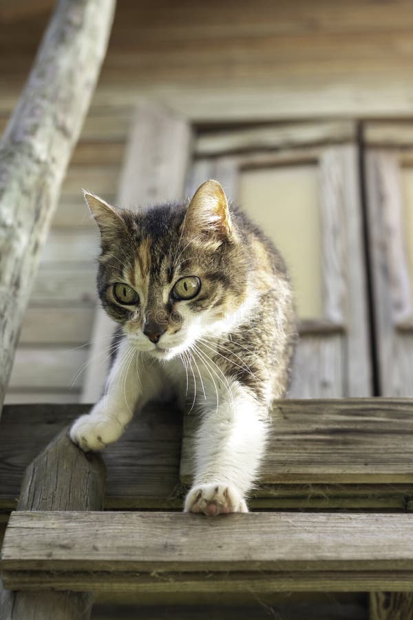 Vertical Low Angle View of Green Eye Cat Going Down the Stairs of a ...