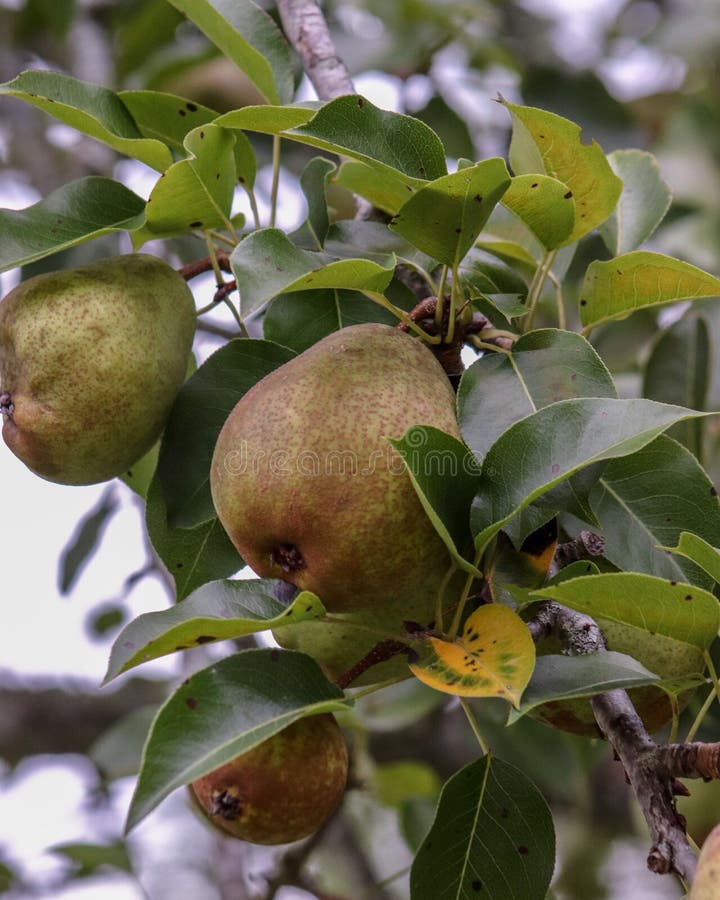Vertical Low-angle View of Green Pears Hanging from the Branches of a ...