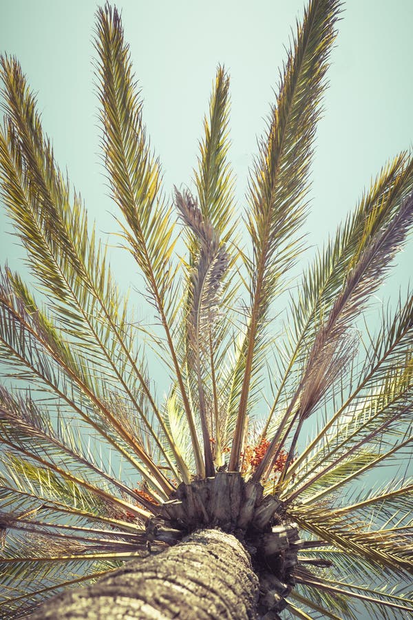 Vertical Low Angle View of a Palm Tree Stock Photo - Image of palm ...