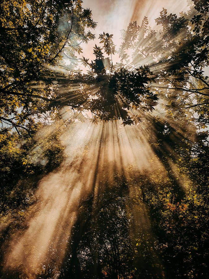 Vertical Low Angle View of the Sun Rays Coming through the Tree ...