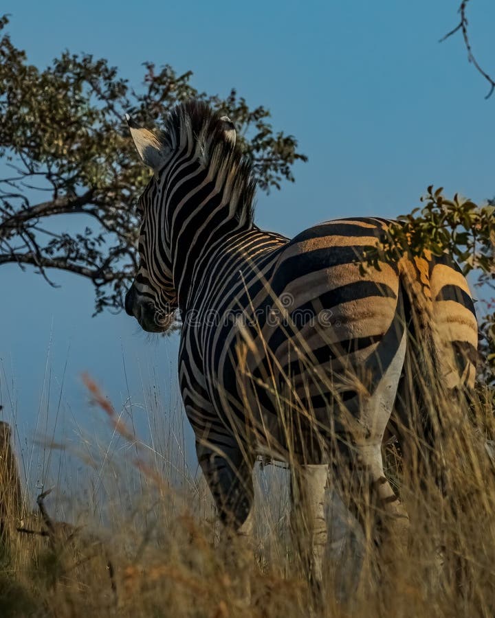 Vertical Low-angle View of a Zebra from Behind, Standing in the Grass ...