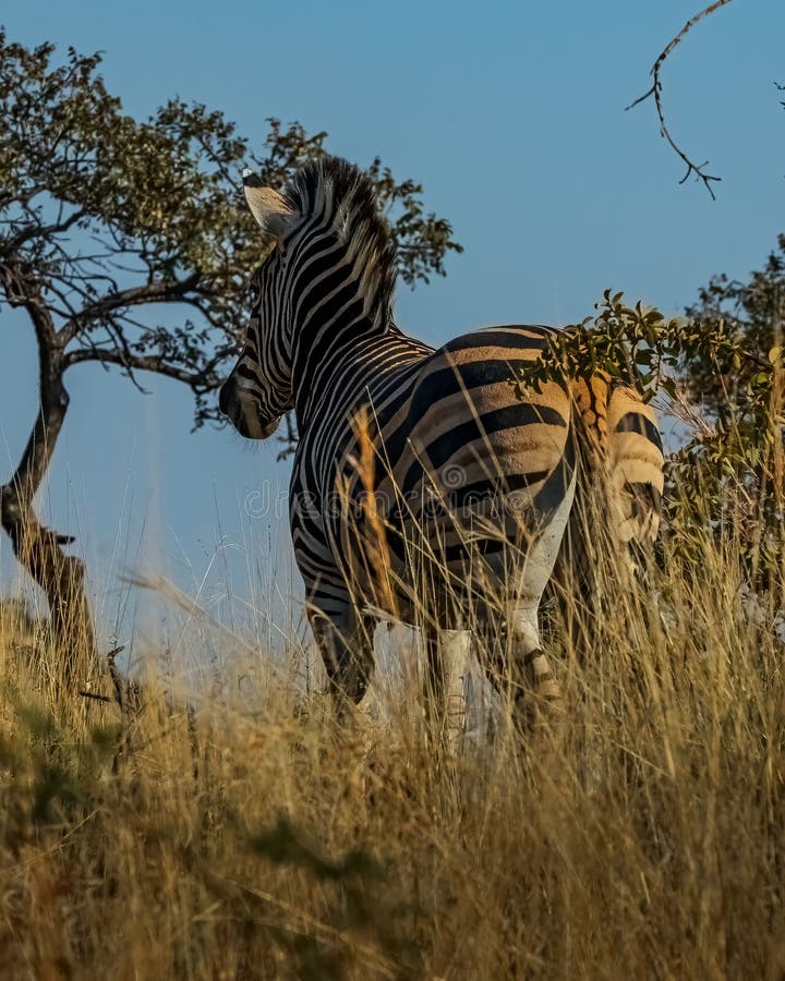 Vertical Low-angle View of a Zebra from Behind, Standing in the Grass ...